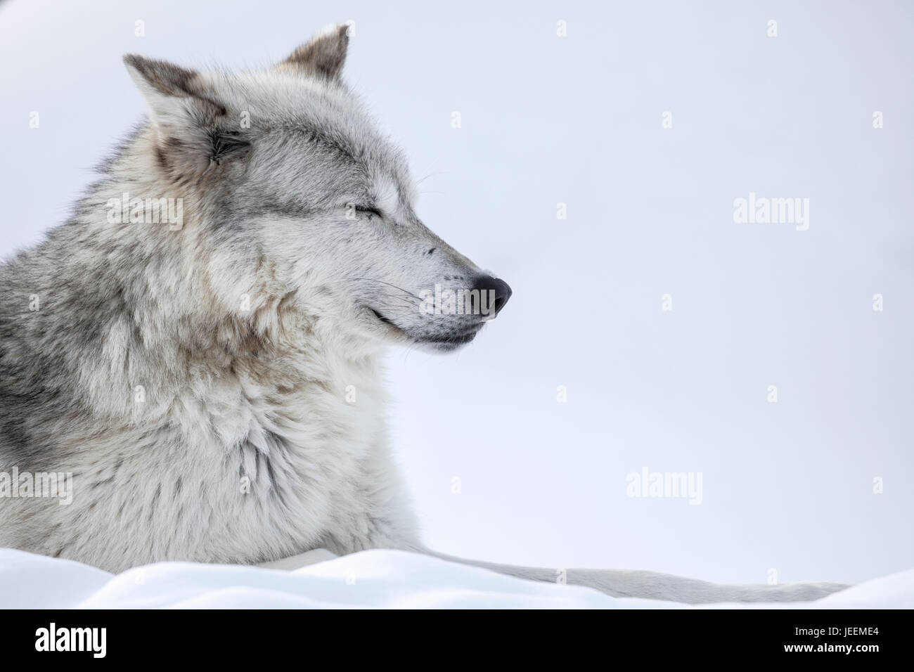 Mature wolf hi-res stock photography and images - Alamy