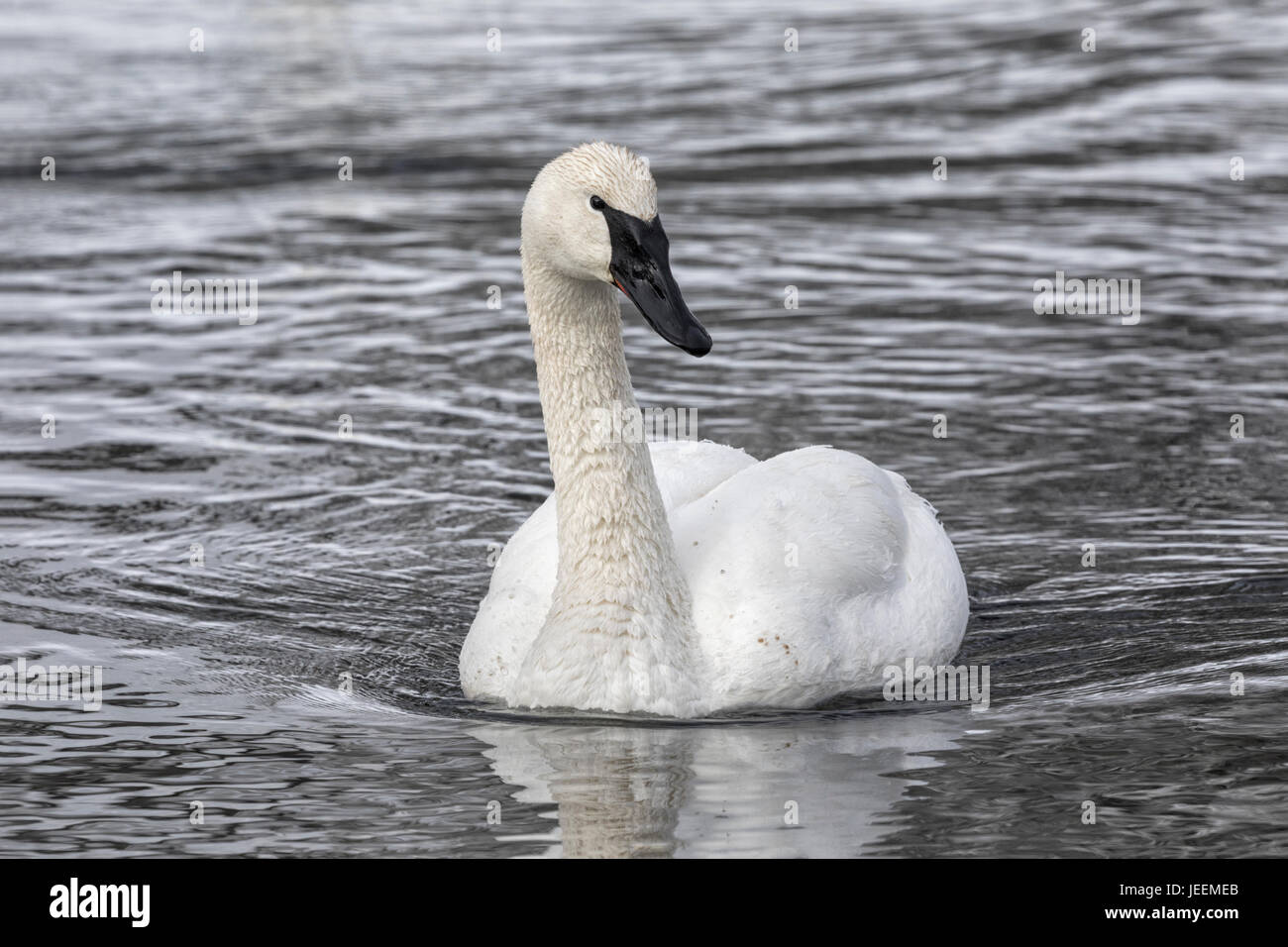 The largest extant species of waterfowl hi-res stock photography and ...