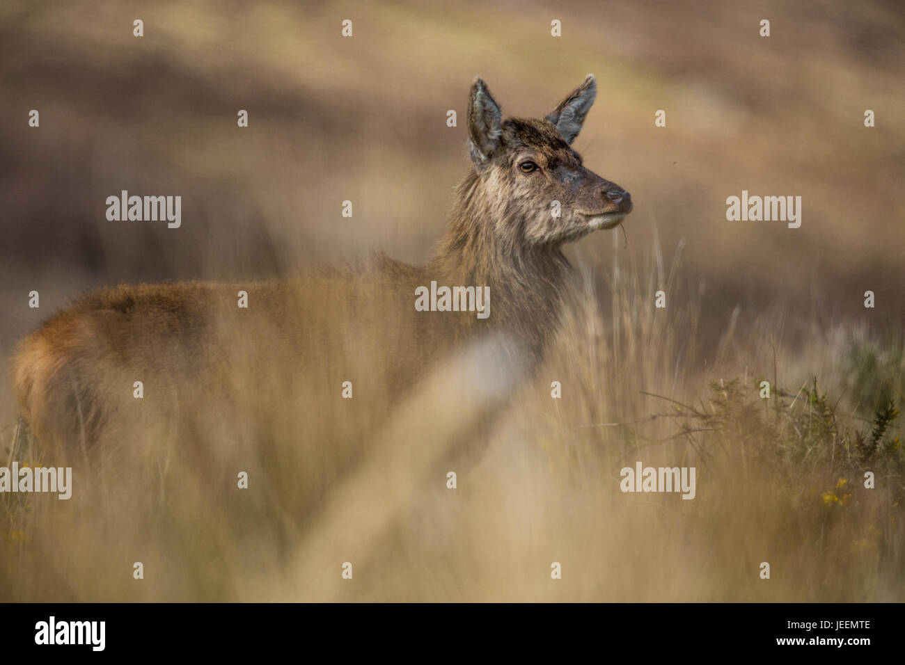Ruminant nature hind animal hi-res stock photography and images - Alamy