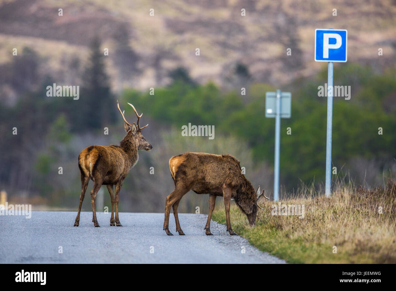 Red Deer stag on road next to a car parking sign Stock Photo - Alamy