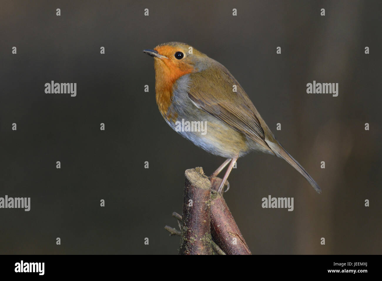Friendly robins hi-res stock photography and images - Alamy