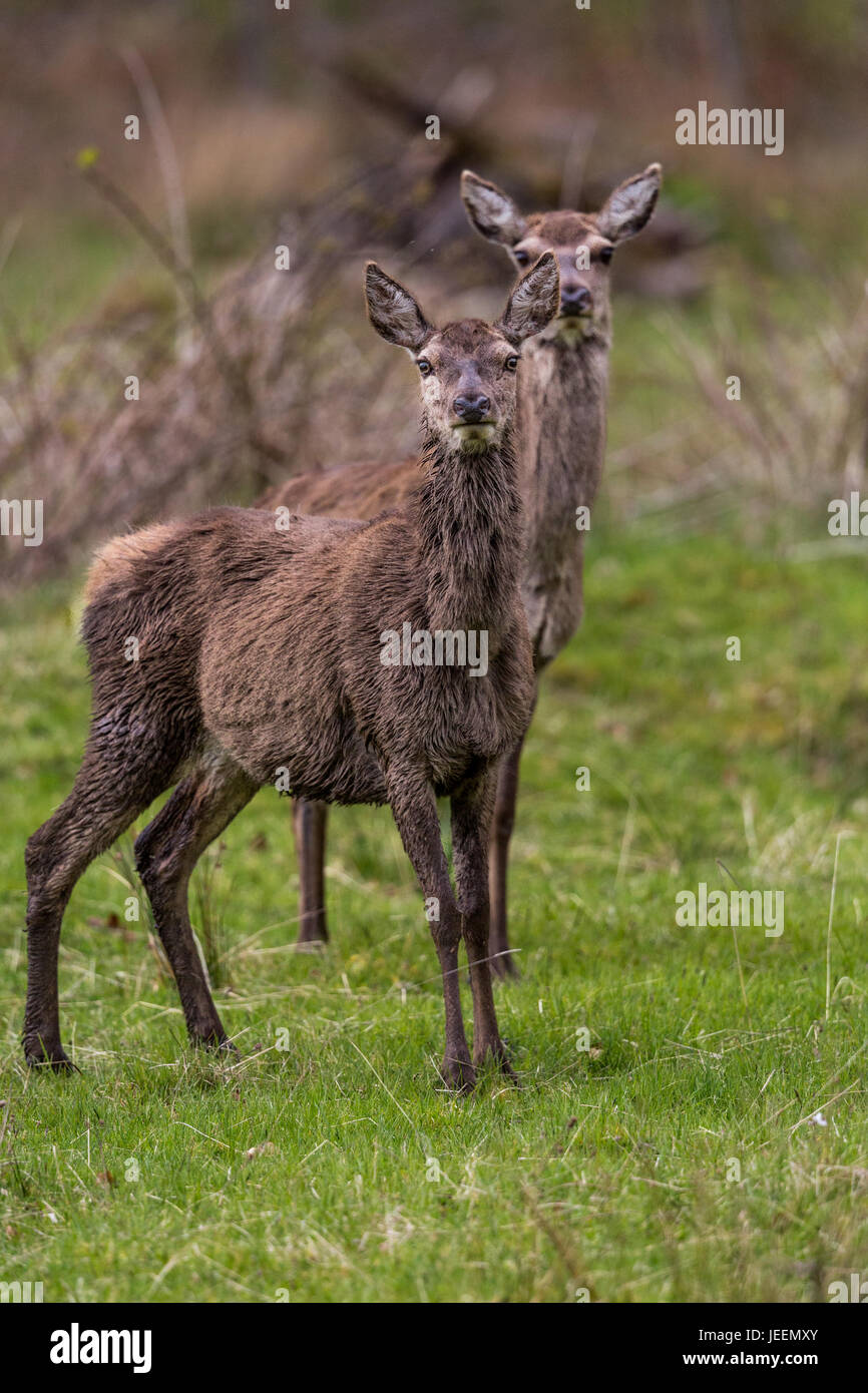Ruminant nature hind animal hi-res stock photography and images - Alamy