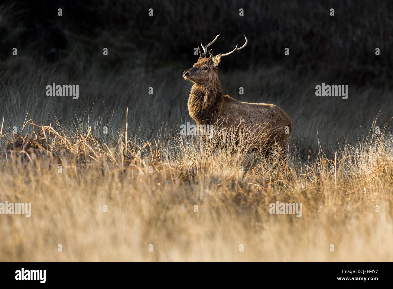 Stag animal hi-res stock photography and images - Alamy