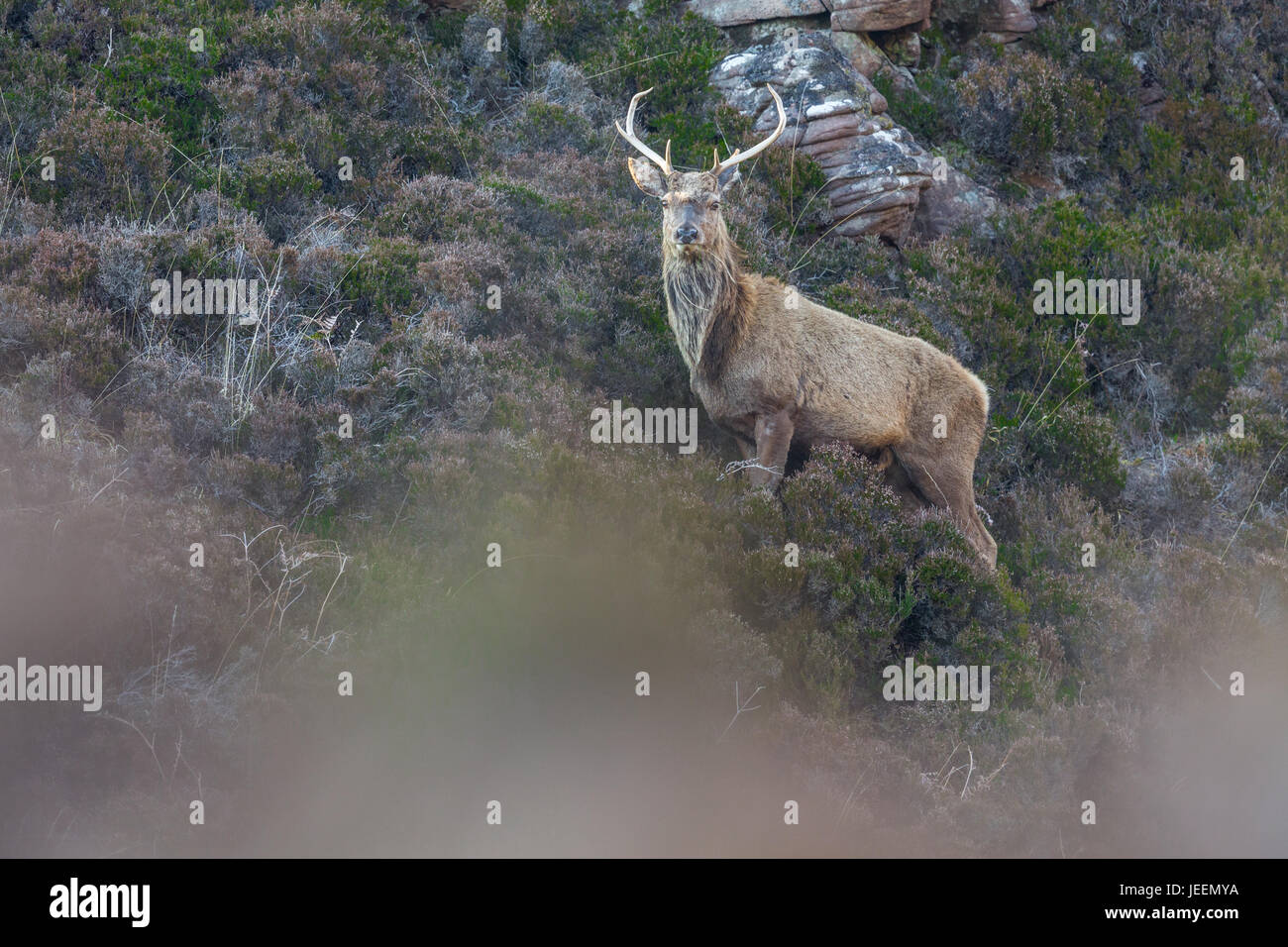Stag animal hi-res stock photography and images - Alamy