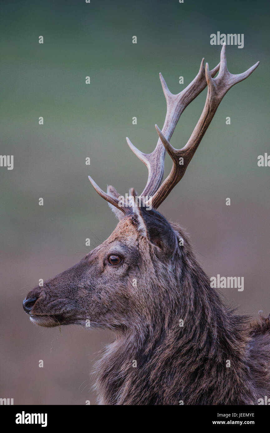 Red Deer stag portrait Stock Photo - Alamy