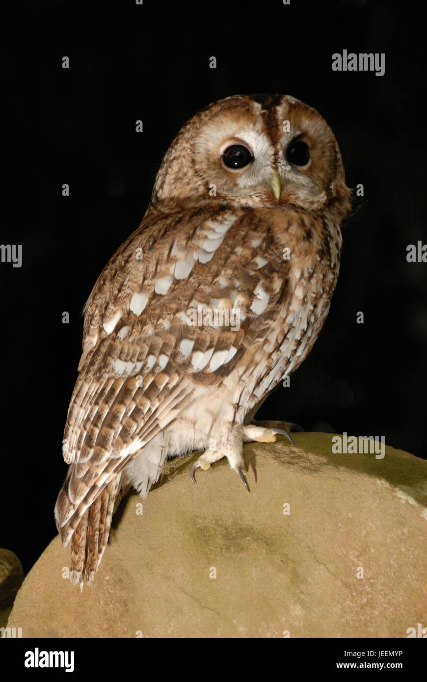 tawny owl strix aluco Stock Photo - Alamy