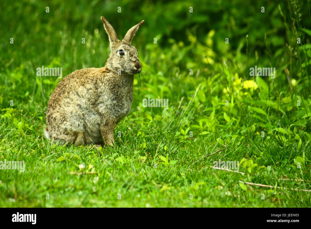 wild grey hare is sitting on the green summer grass Stock Photo - Alamy