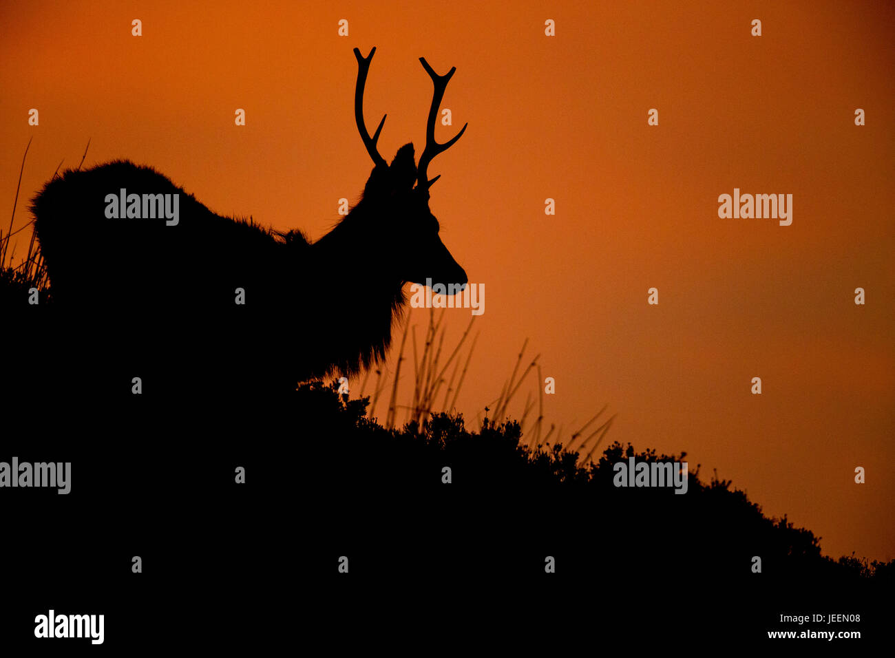 Stag at sunset hi-res stock photography and images - Alamy