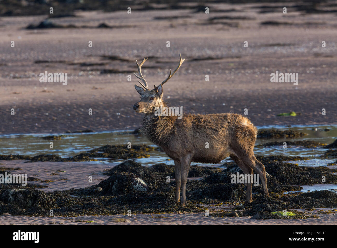 Red Deer stag on beach at Applecross, Scotland Stock Photo - Alamy