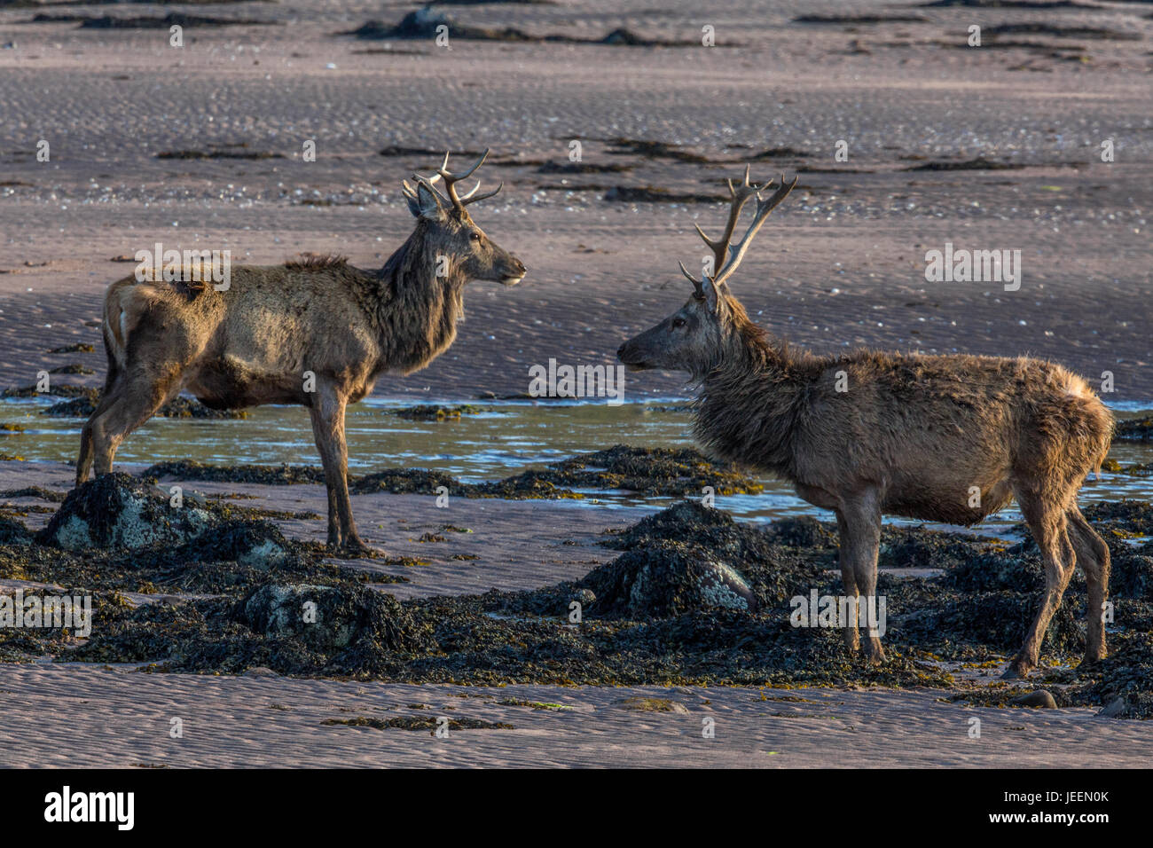 Stag seaweed hi-res stock photography and images - Alamy