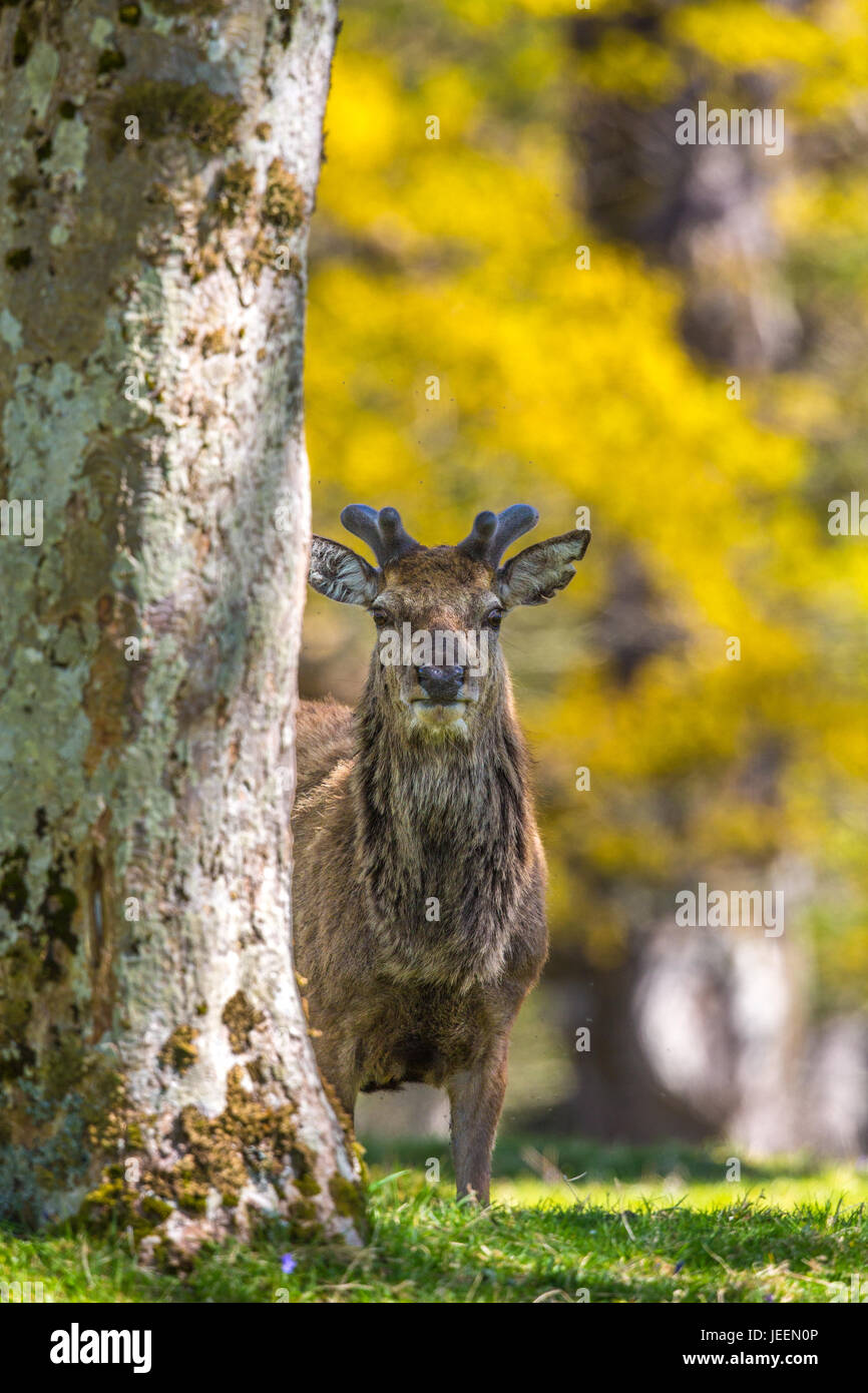 Applecross scotland forest hi-res stock photography and images - Alamy