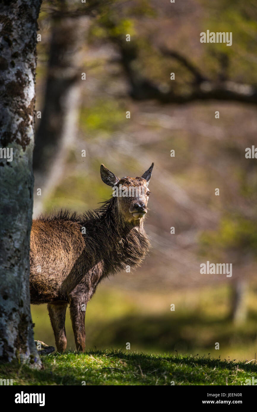 Yound Red deer stag in woodland, Applecross, Scotland, UK Stock Photo ...