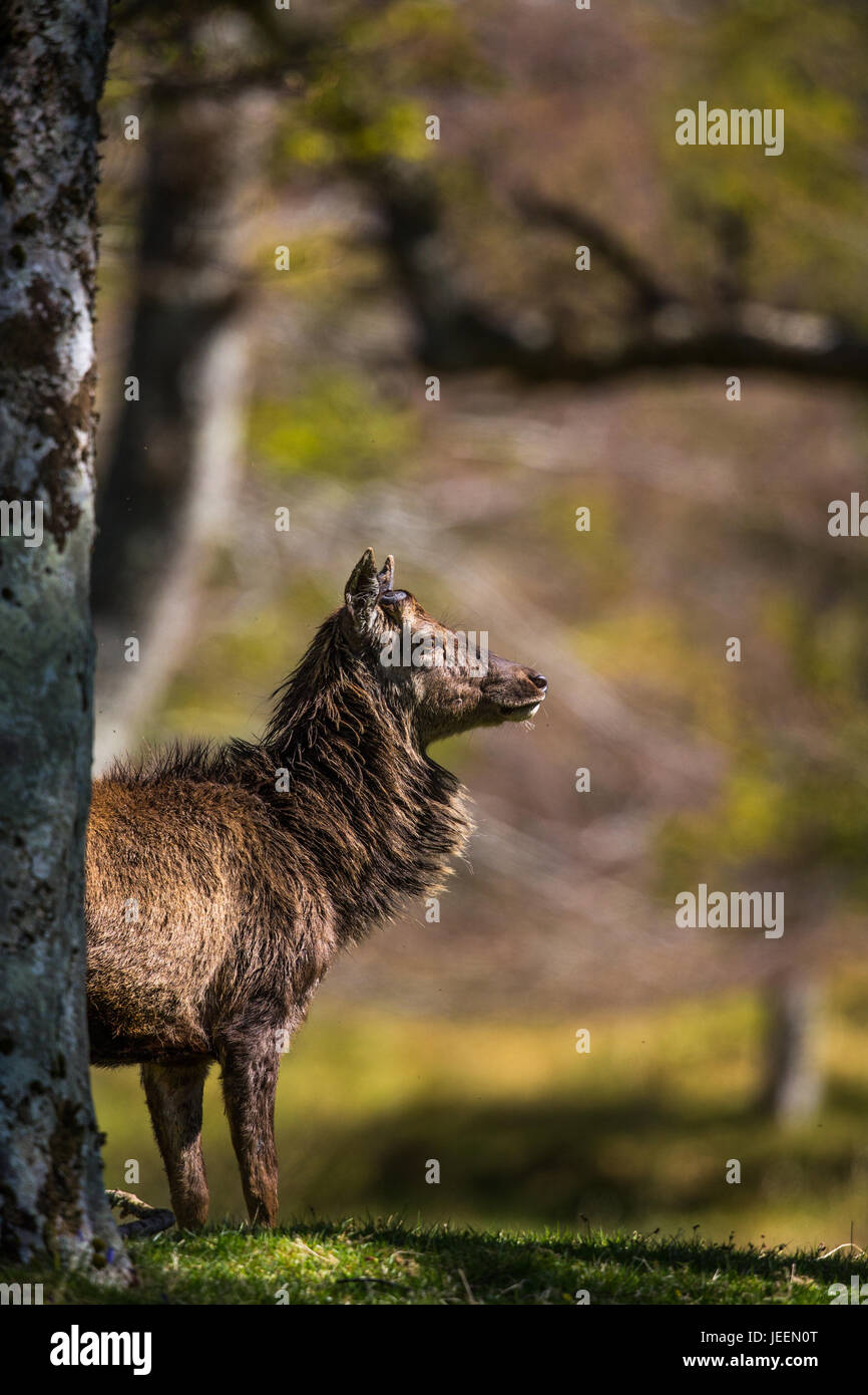 Yound Red deer stag in woodland, Applecross, Scotland, UK Stock Photo ...
