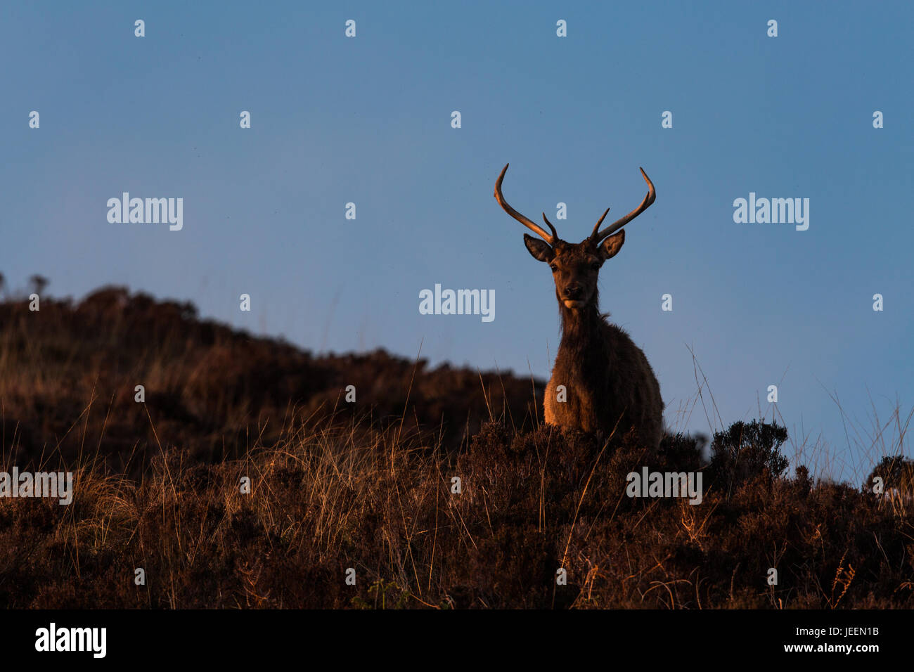 Red Deer stag on moorland, Applecross, Scotland, UK Stock Photo - Alamy
