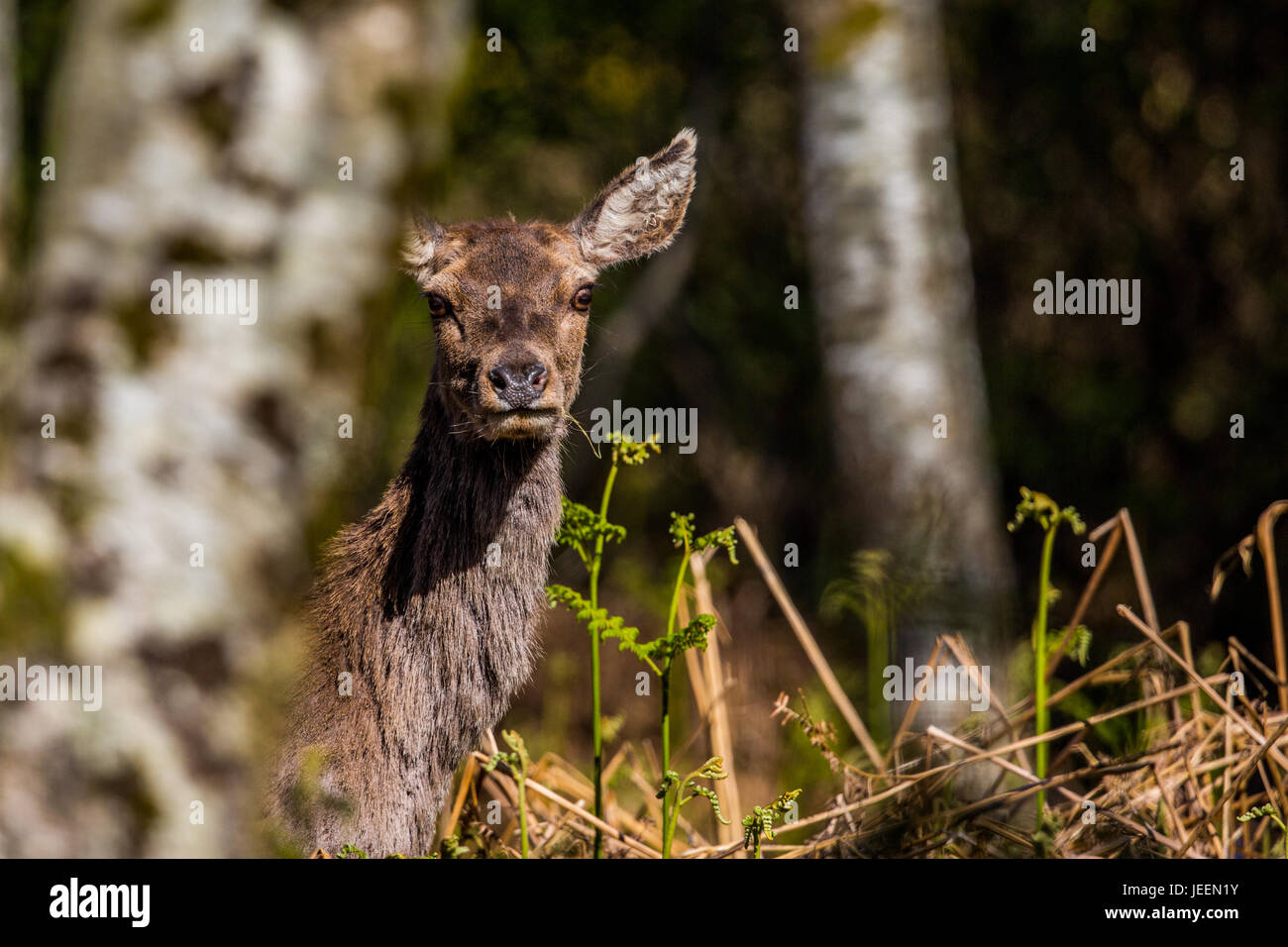 Red deer hind scotland female hi-res stock photography and images - Alamy
