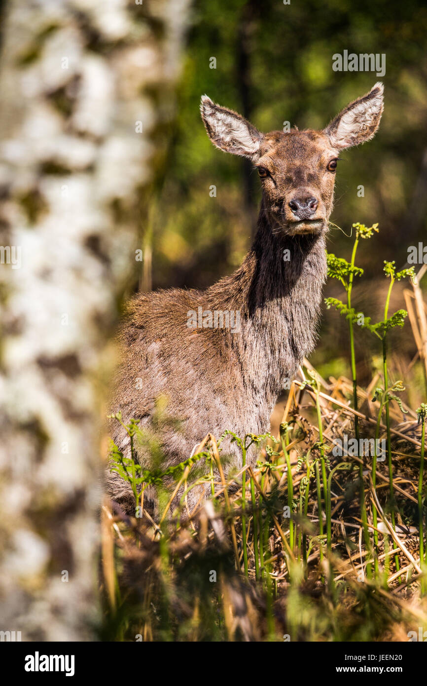 Red Deer Hind in Applecross, Scotland, UK Stock Photo - Alamy