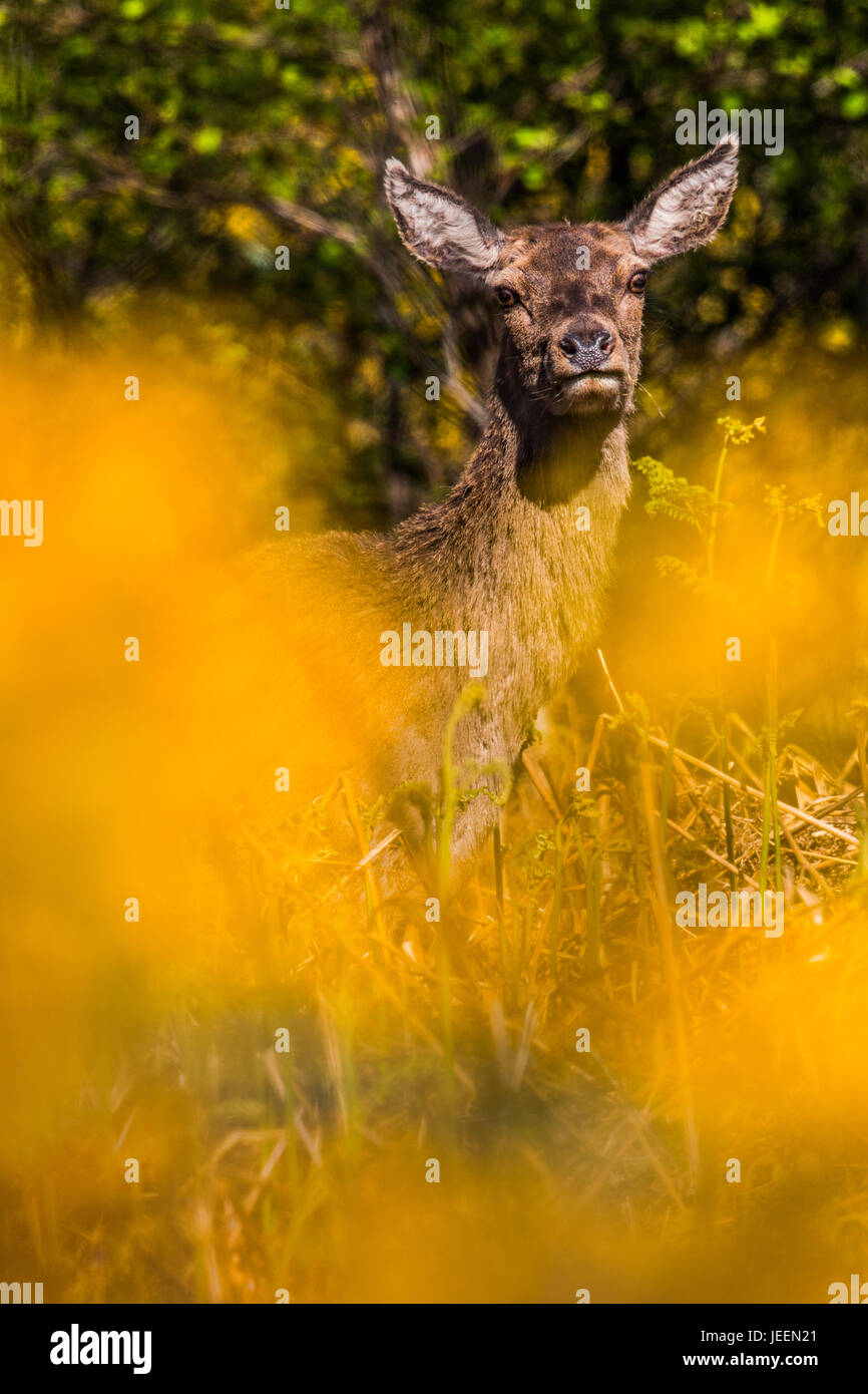 Red deer hind scotland female hi-res stock photography and images - Alamy