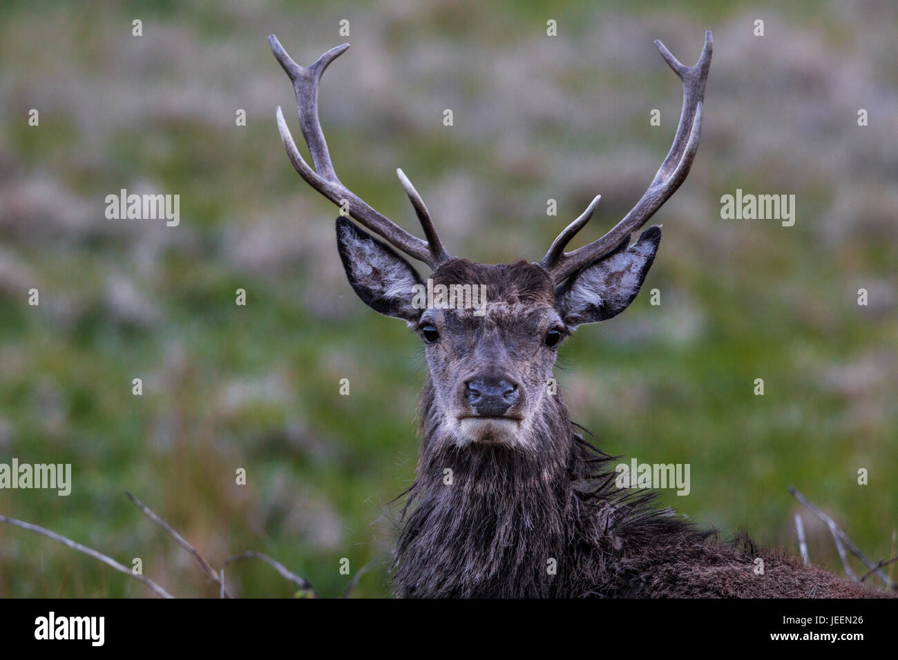 Scottish red stag hi-res stock photography and images - Alamy