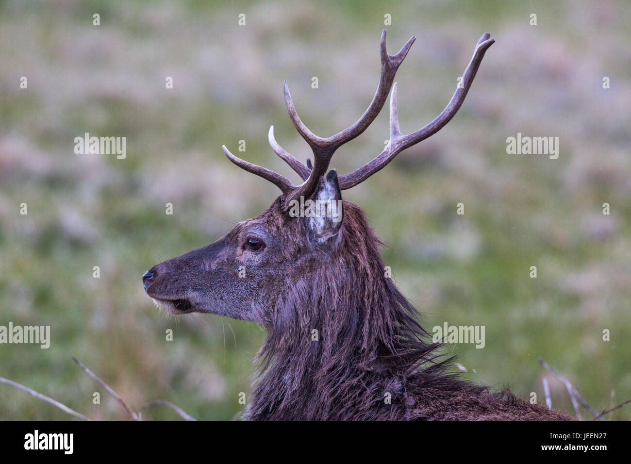 Scottish red stag landscape hi-res stock photography and images - Alamy