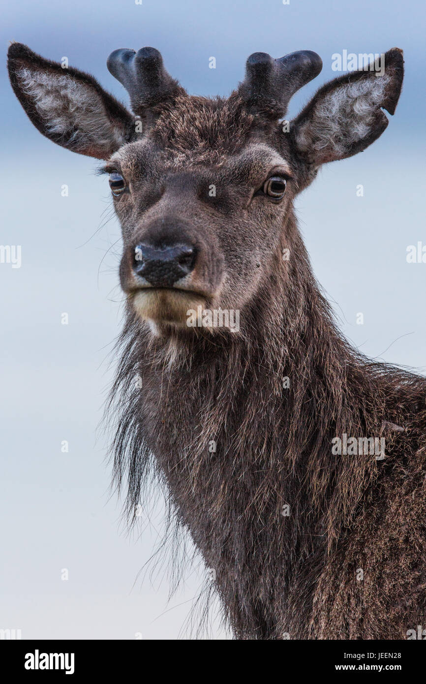Red deer with small antlers hi-res stock photography and images - Alamy