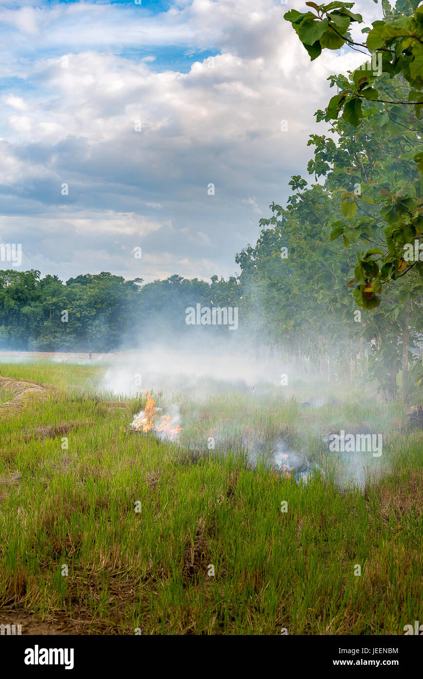 Fire fire burning rice straw hi-res stock photography and images - Alamy
