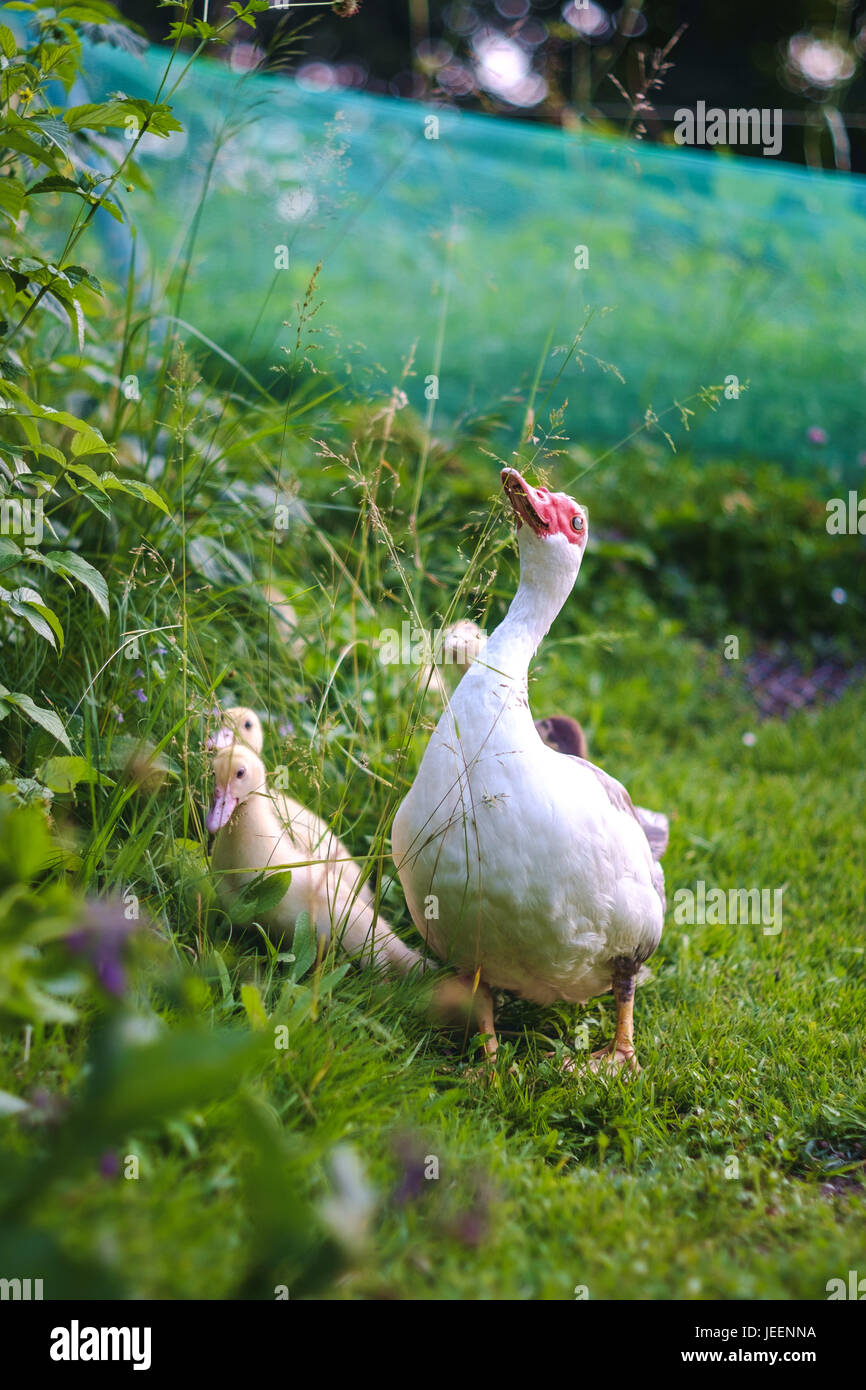 Cute ducks hi-res stock photography and images - Alamy