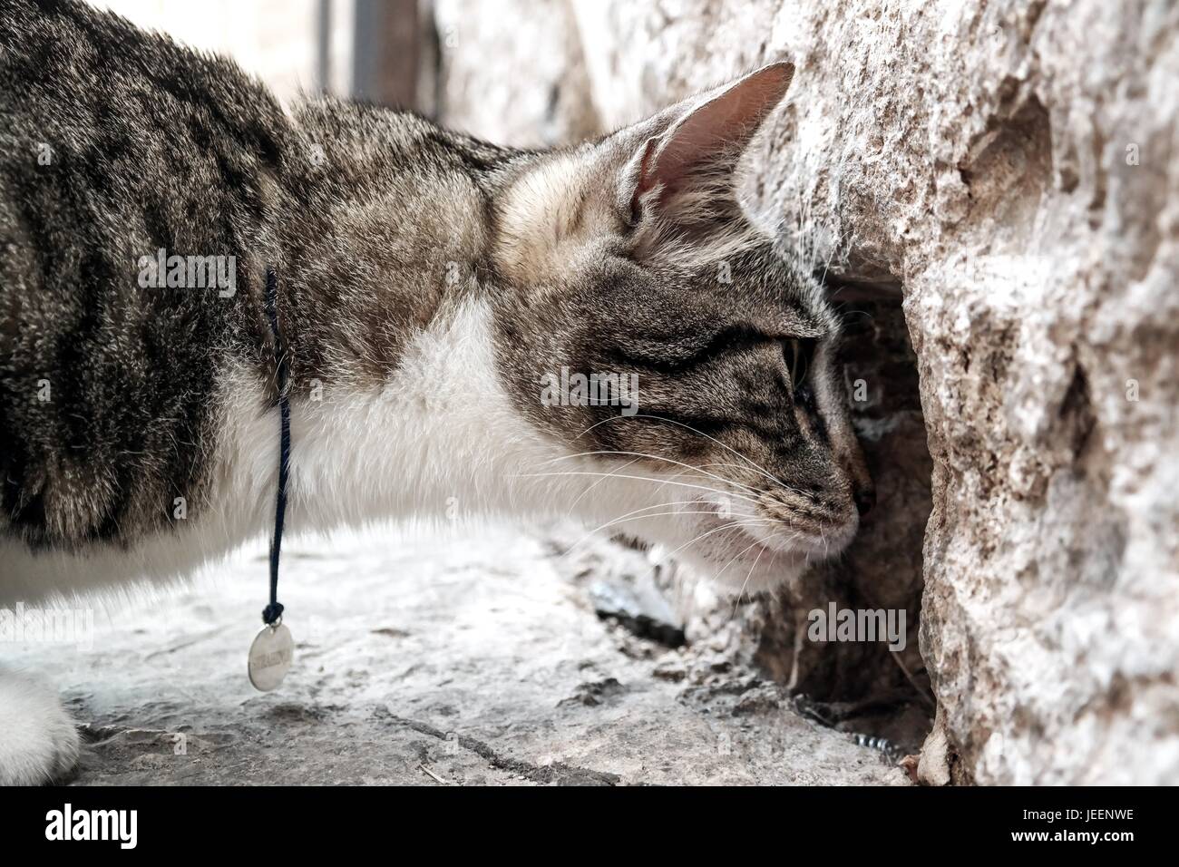 Cat hole hi-res stock photography and images - Alamy
