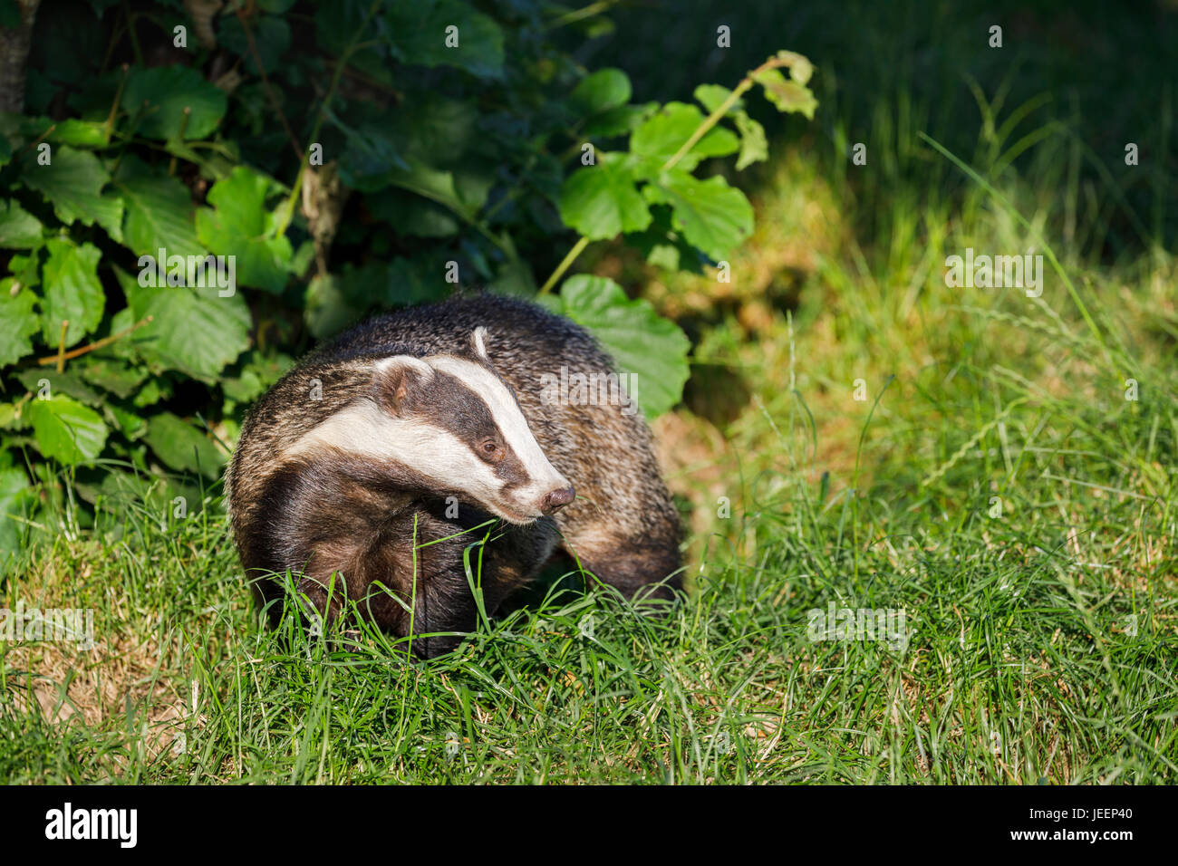 British wildlife: European Badger (Meles meles) with characteristic ...