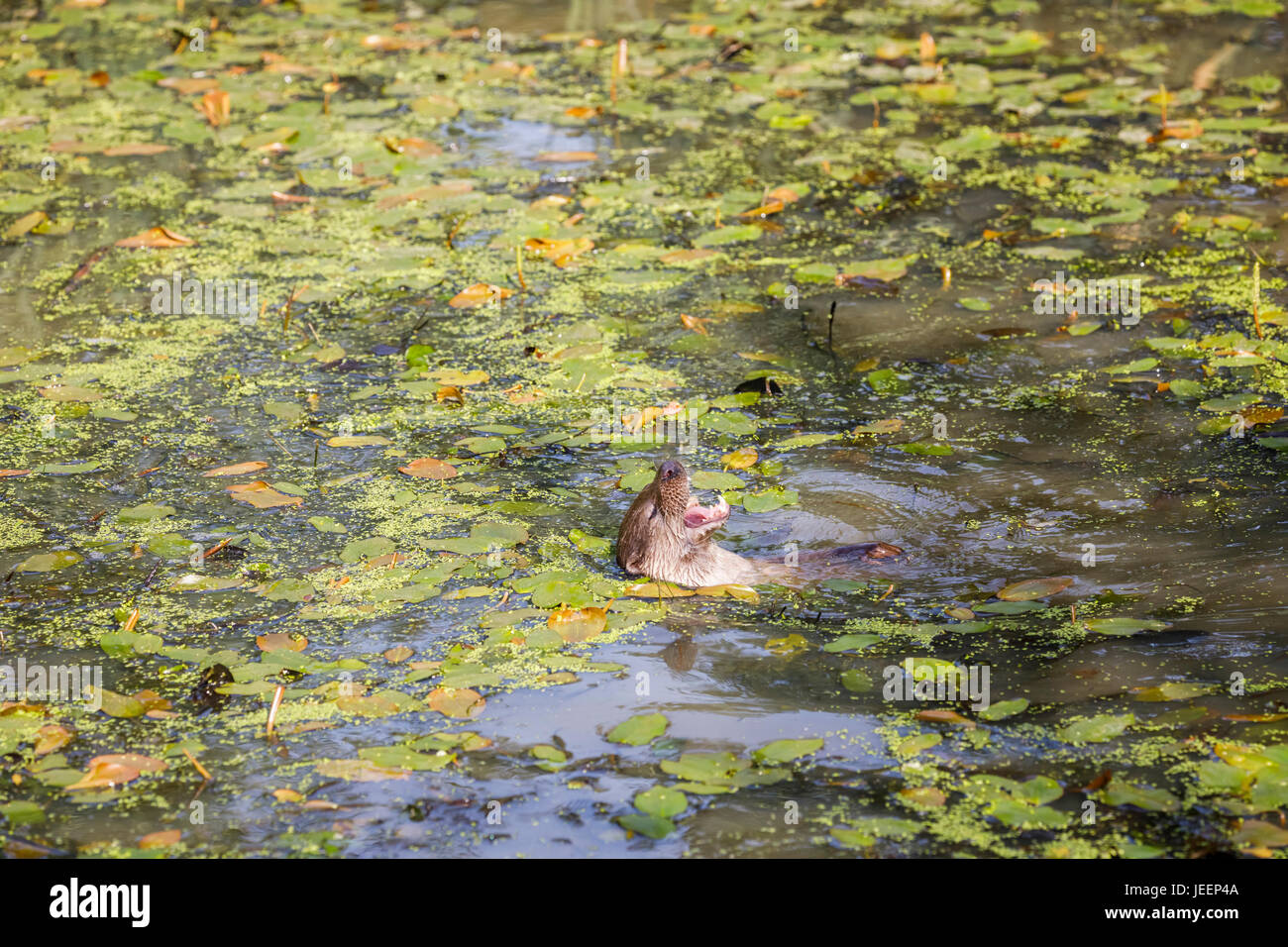 Otter uk back hi-res stock photography and images - Alamy