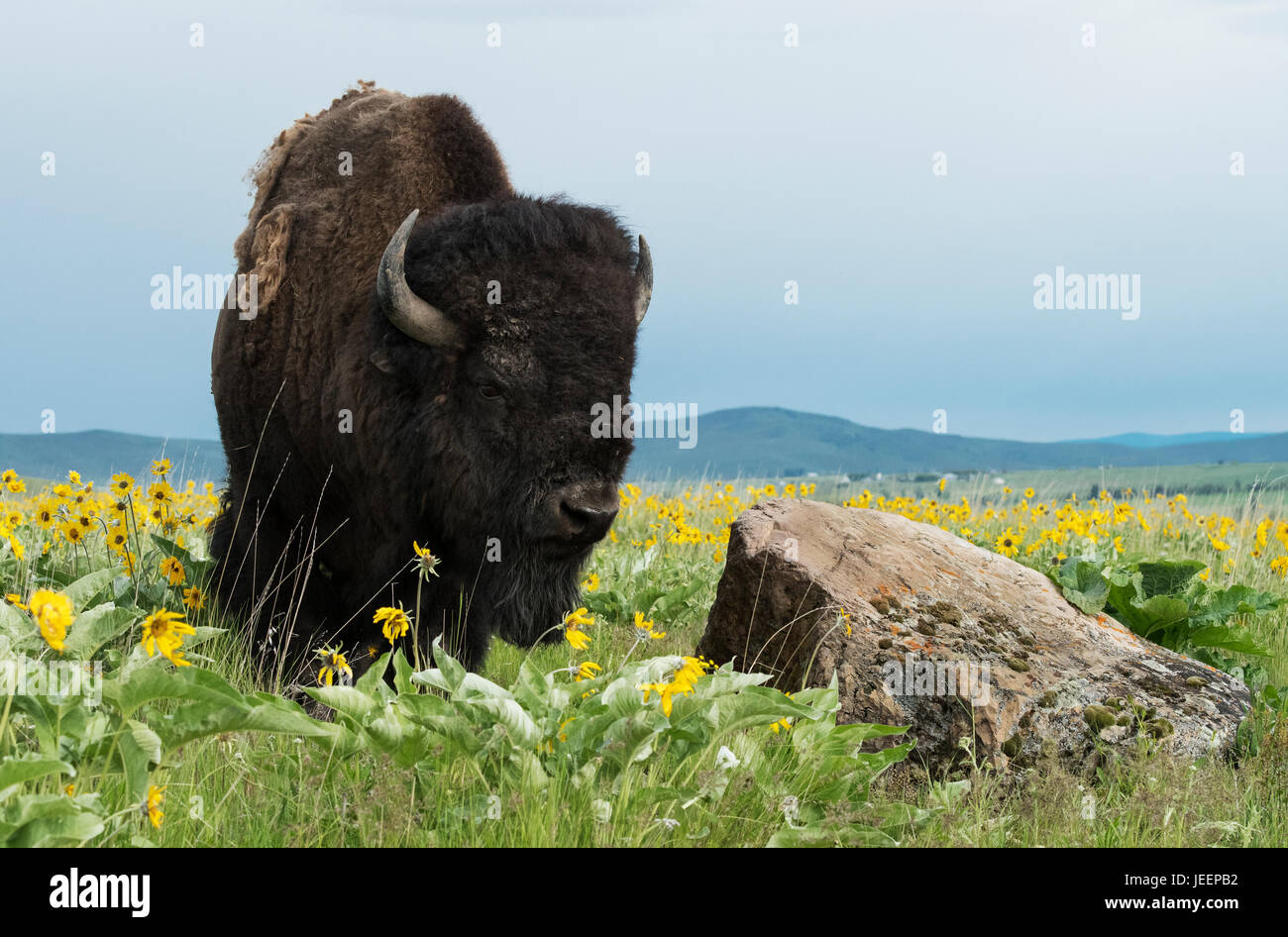 Bison Bull, Spring, Montana Stock Photo - Alamy