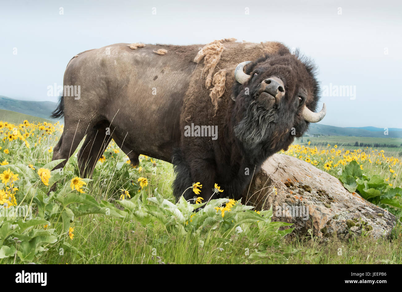 Bison on the national bison range hi-res stock photography and images ...