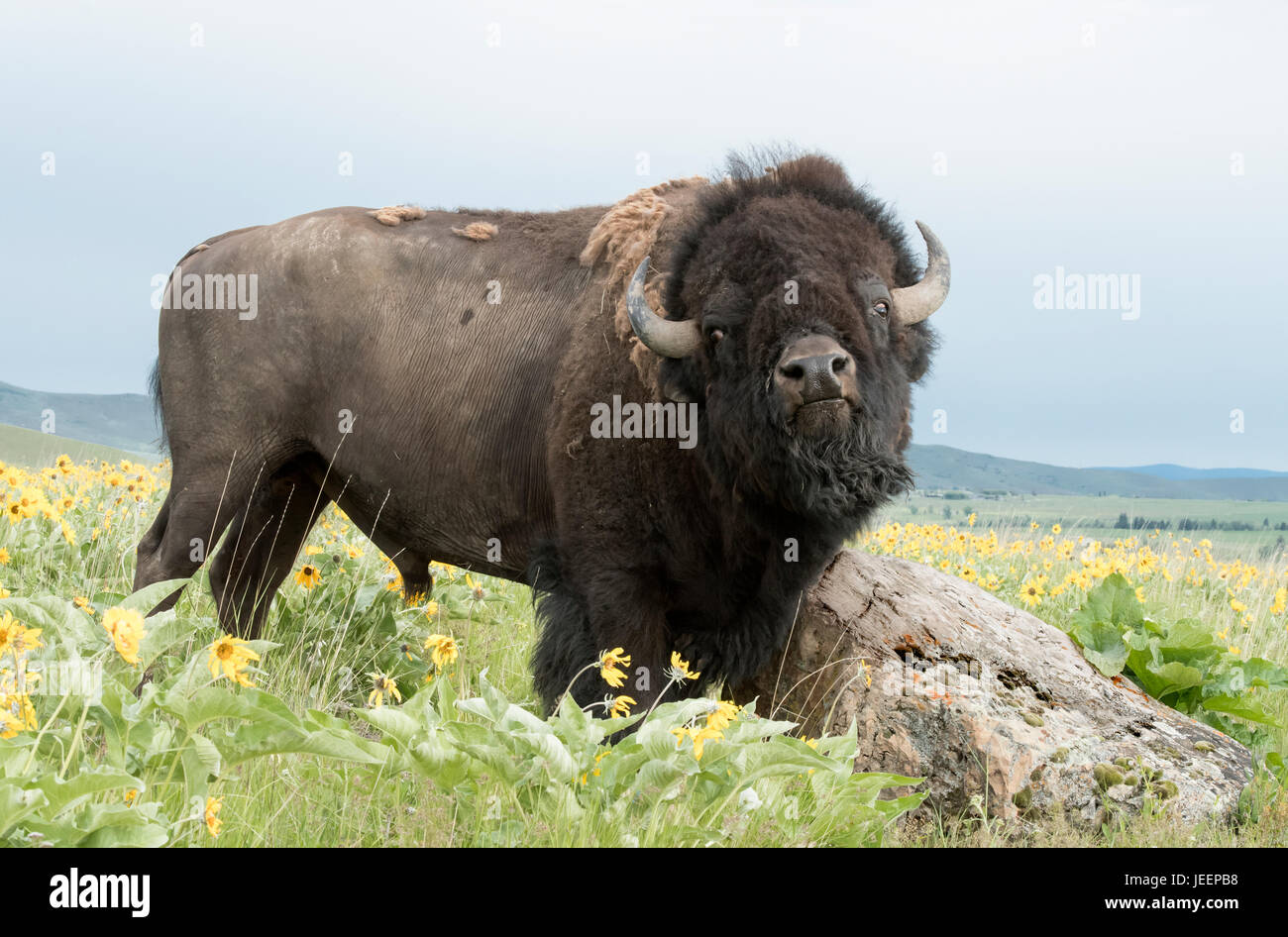 Bison bull hi-res stock photography and images - Alamy