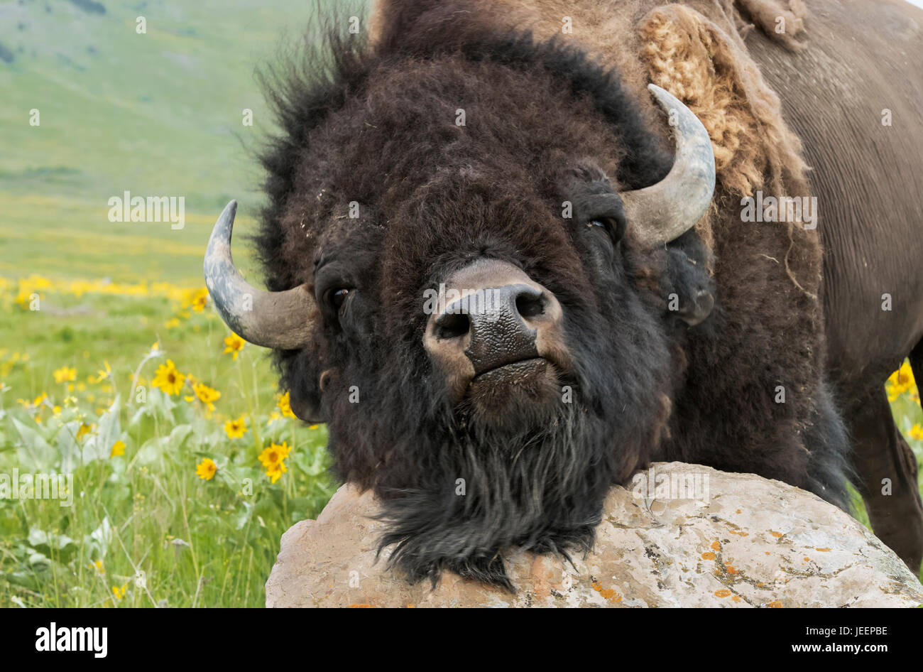 Bison on the national bison range hi-res stock photography and images ...