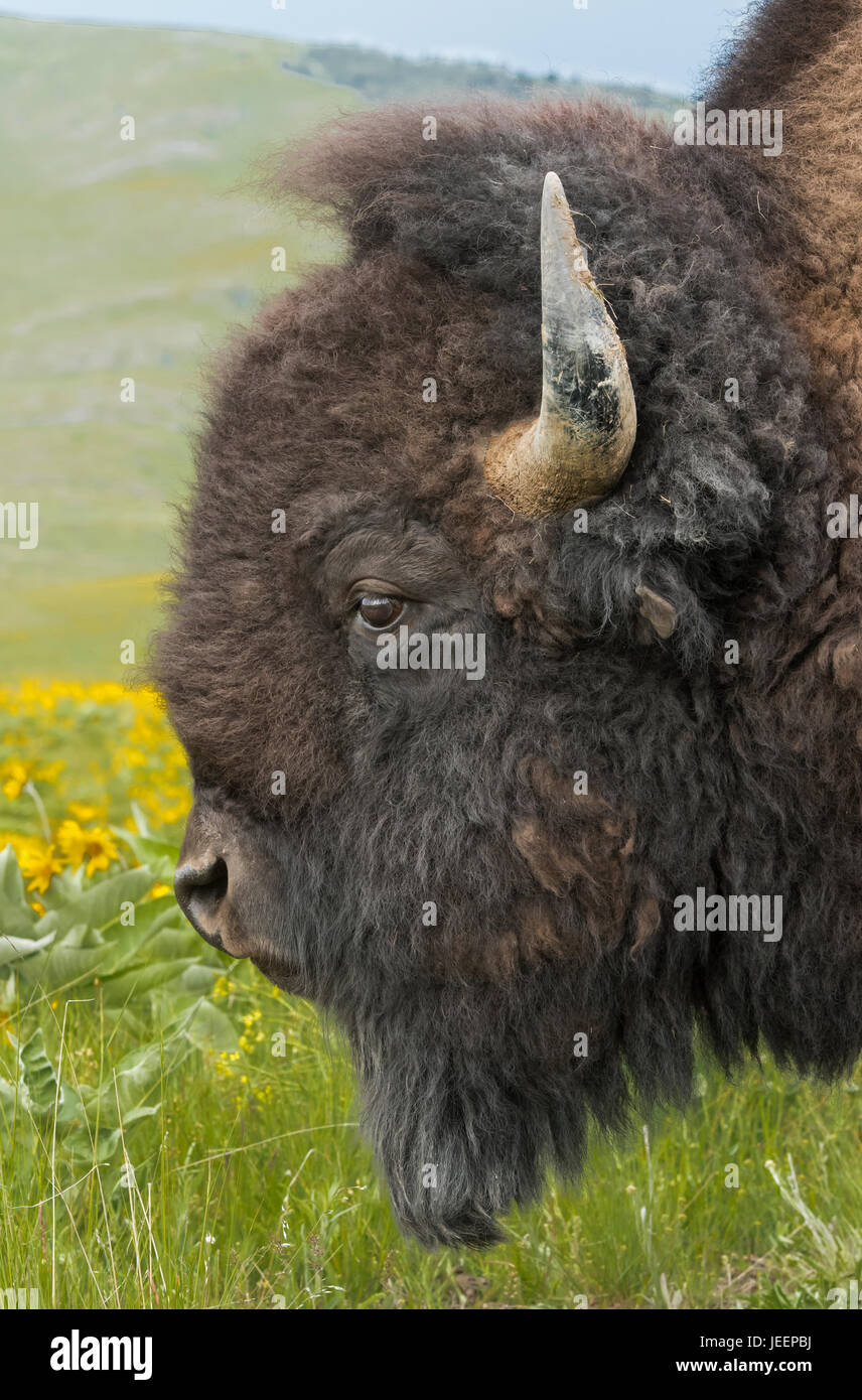 Bison bison bison great plains hi-res stock photography and images - Alamy