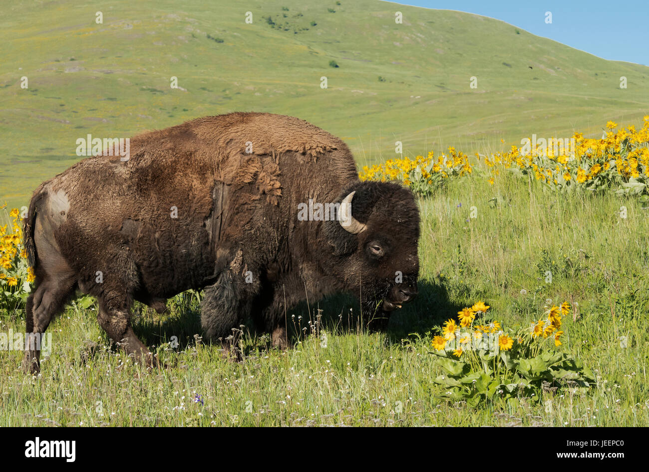 Bison Bull, Spring, Montana Stock Photo - Alamy