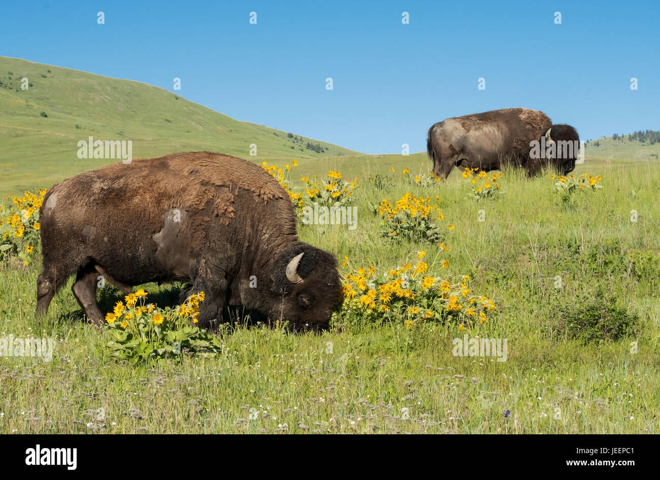 Bison Bull, Spring, Montana Stock Photo - Alamy