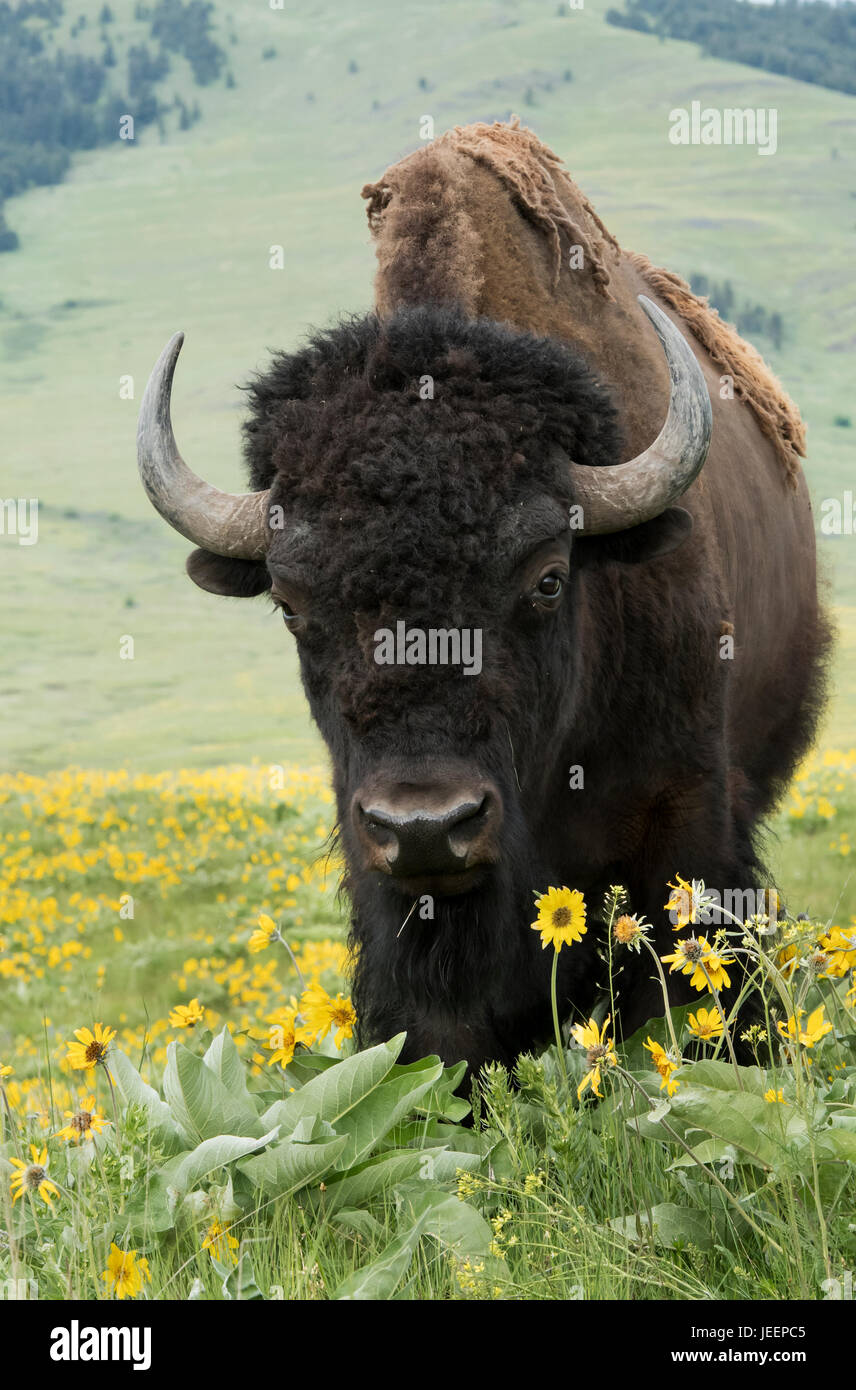 Bison Bull, Spring, Montana Stock Photo - Alamy