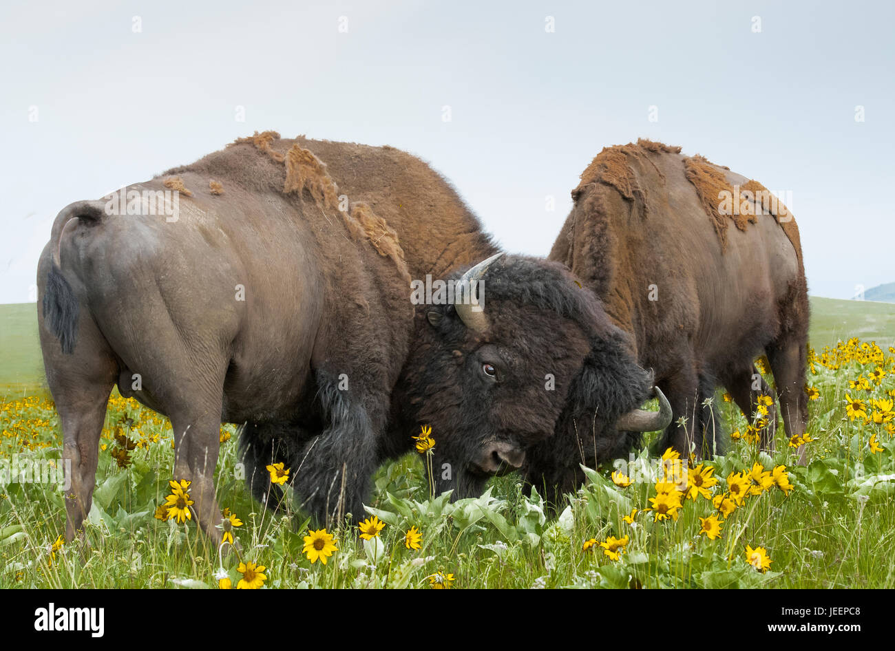 Bison bulls hi-res stock photography and images - Alamy
