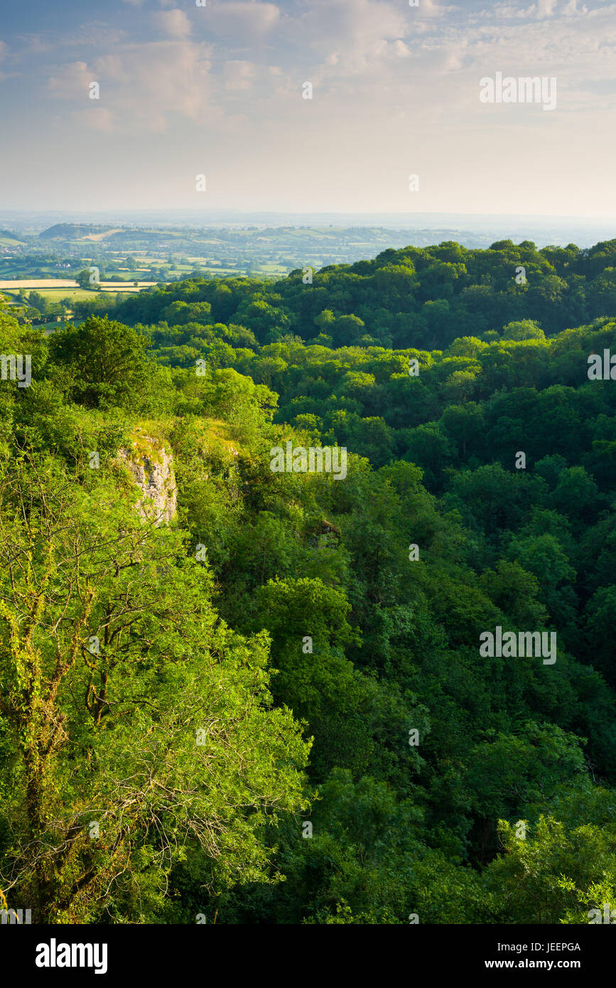 Summer evening view over Ebbor Gorge National Nature Reserve in the ...