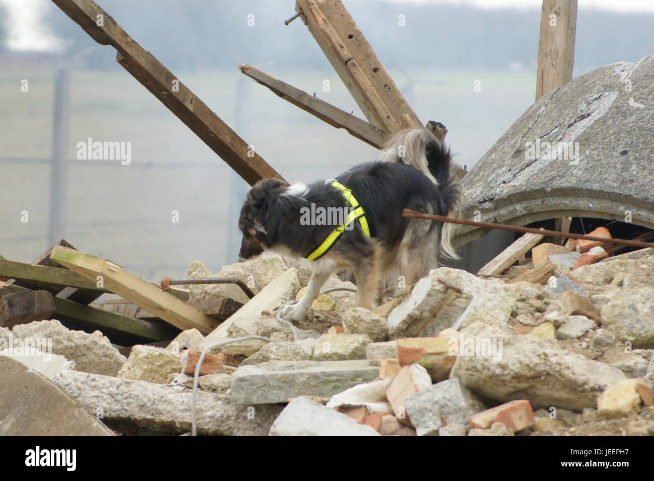 Search and rescue dog hi-res stock photography and images - Alamy