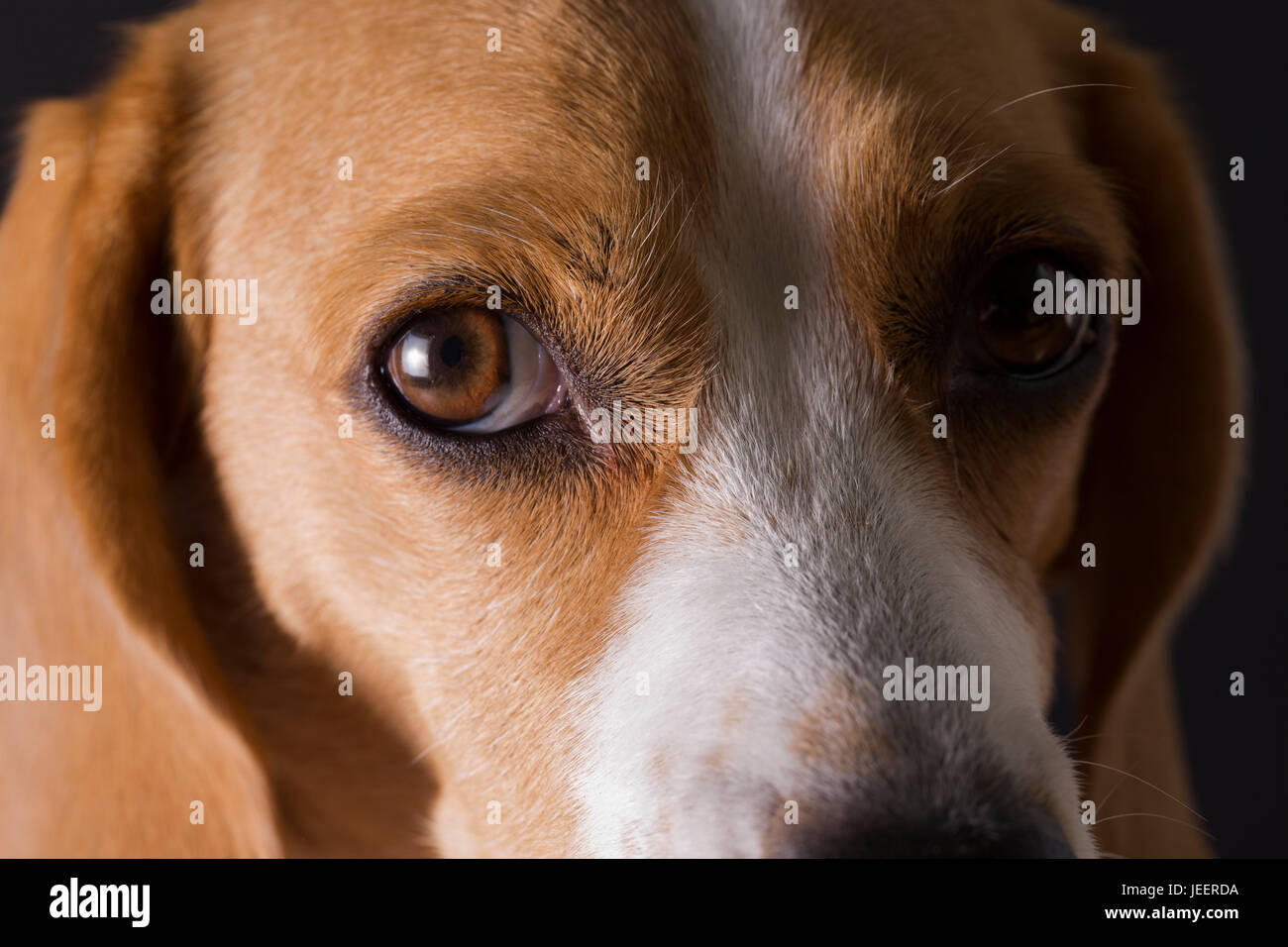 Close-up shot of young beagle face Stock Photo - Alamy