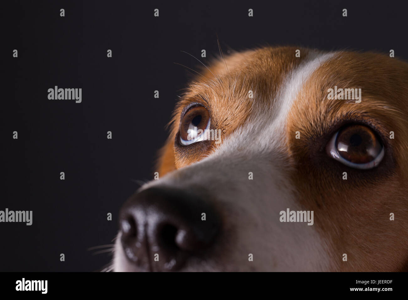 Beagle face hi-res stock photography and images - Alamy