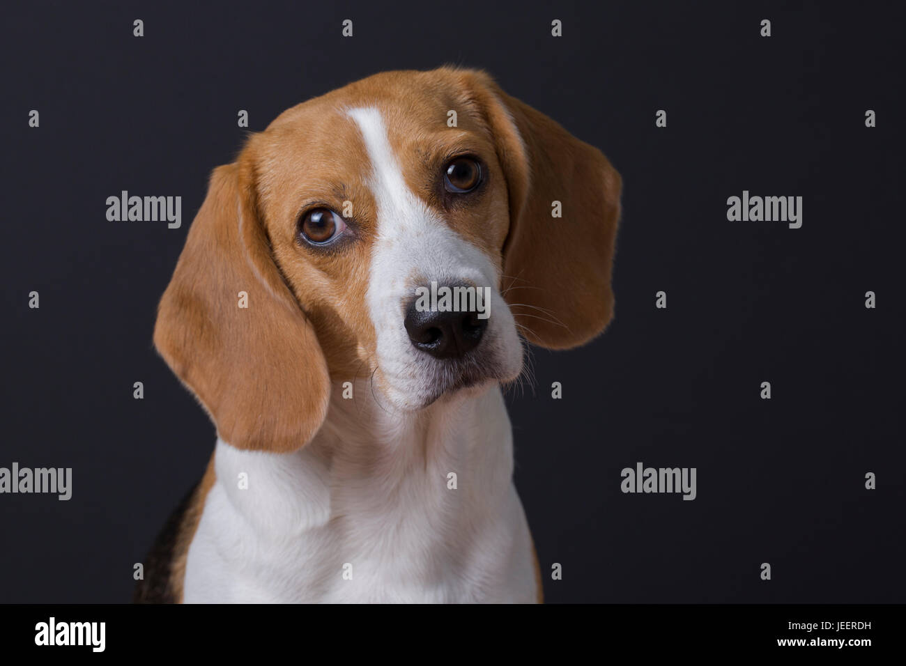 Adorable young beagle looking at the camera. Isolated on dark ...