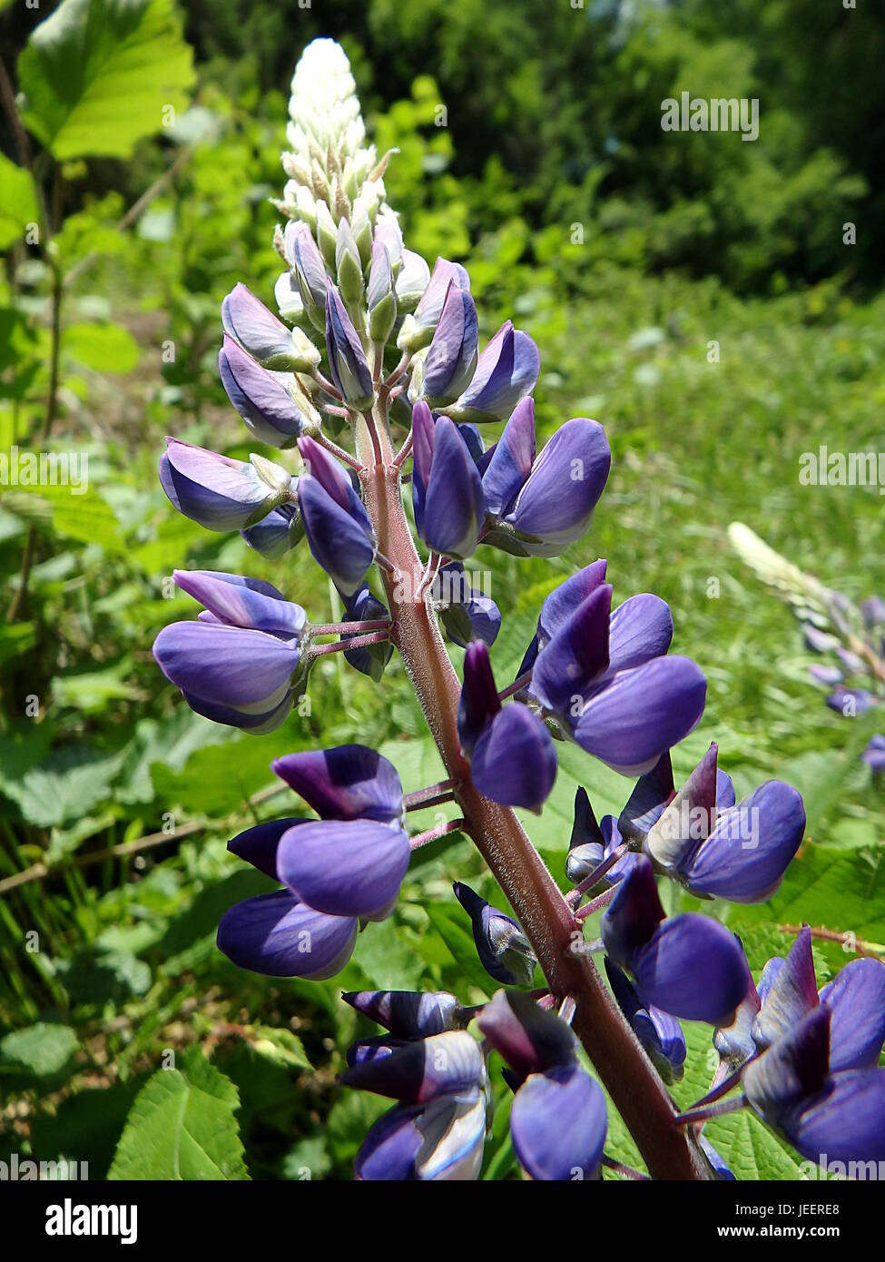 Blooming lupine, (Lupinus polyphyllus), Blue and purple lupine flowers ...