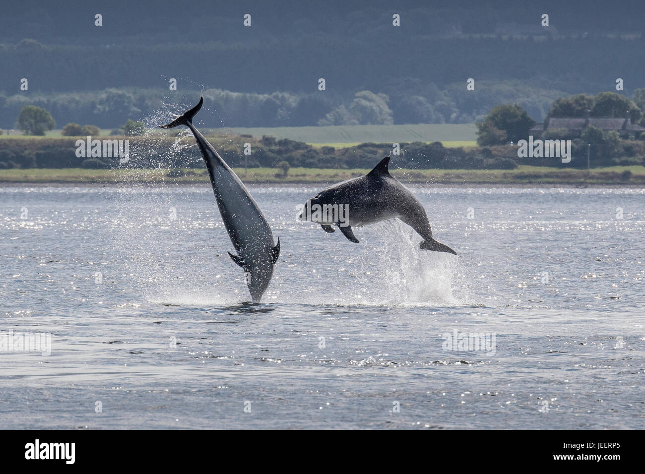 Two Common Bottlenose Dolphins, breaching off Chanonry Point, Black ...
