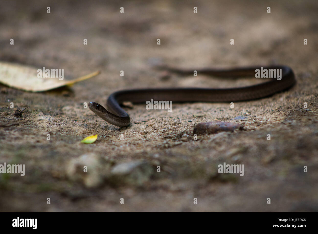 Garder snake hi-res stock photography and images - Alamy