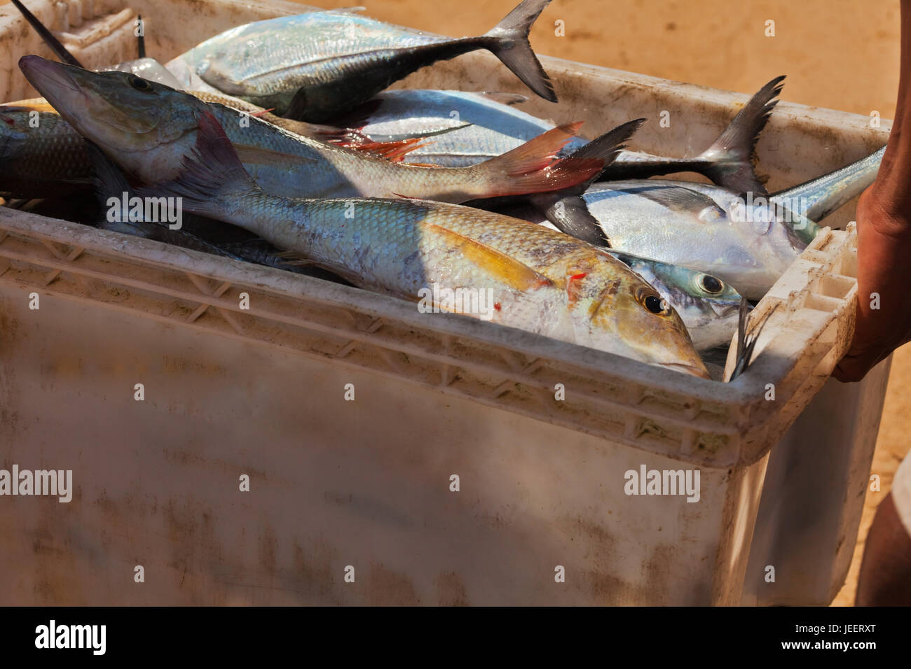 The different raw fish in box Stock Photo - Alamy