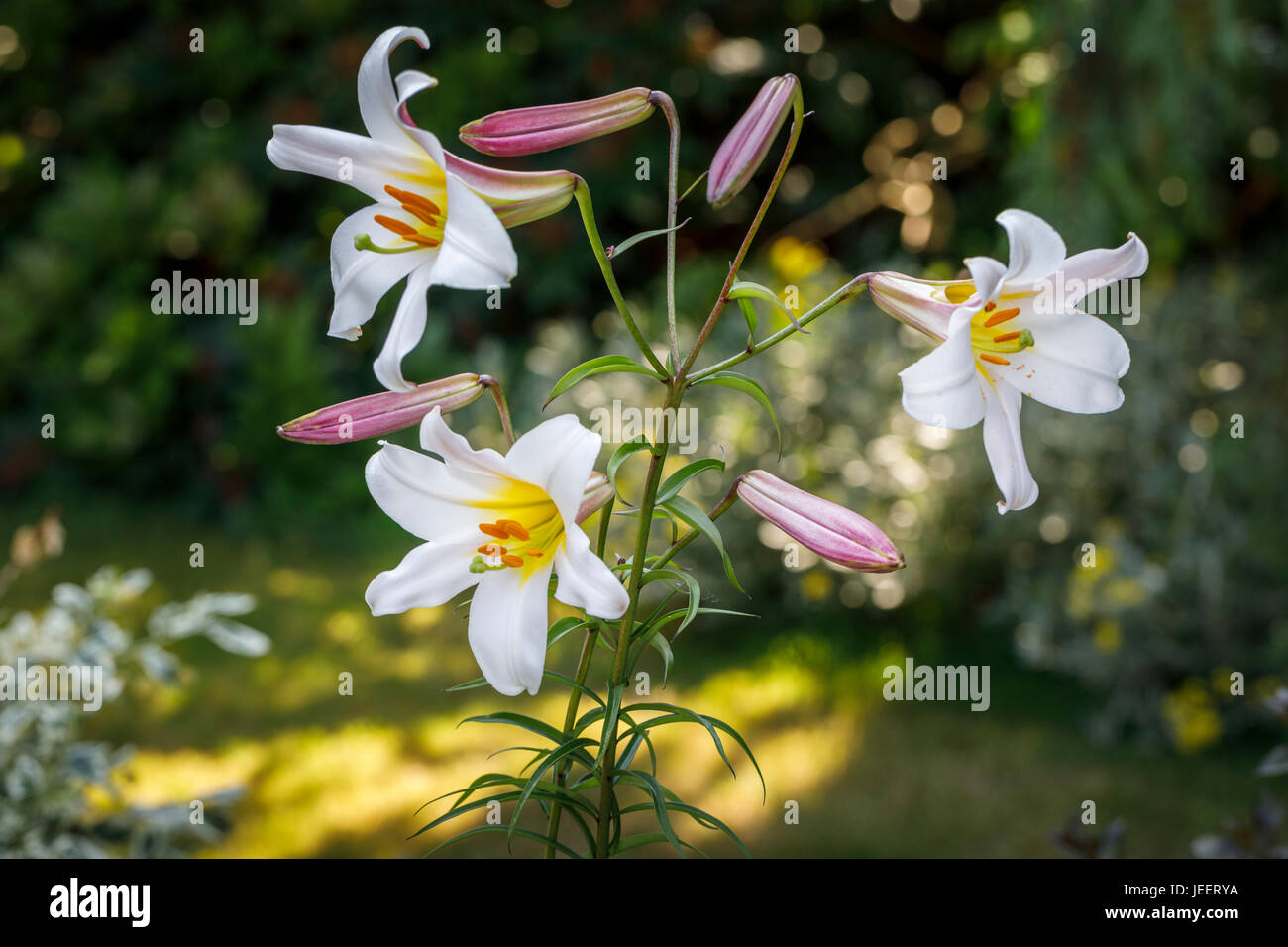 White trumpet lily, Lilium regale or regale lily, flowering in summer ...