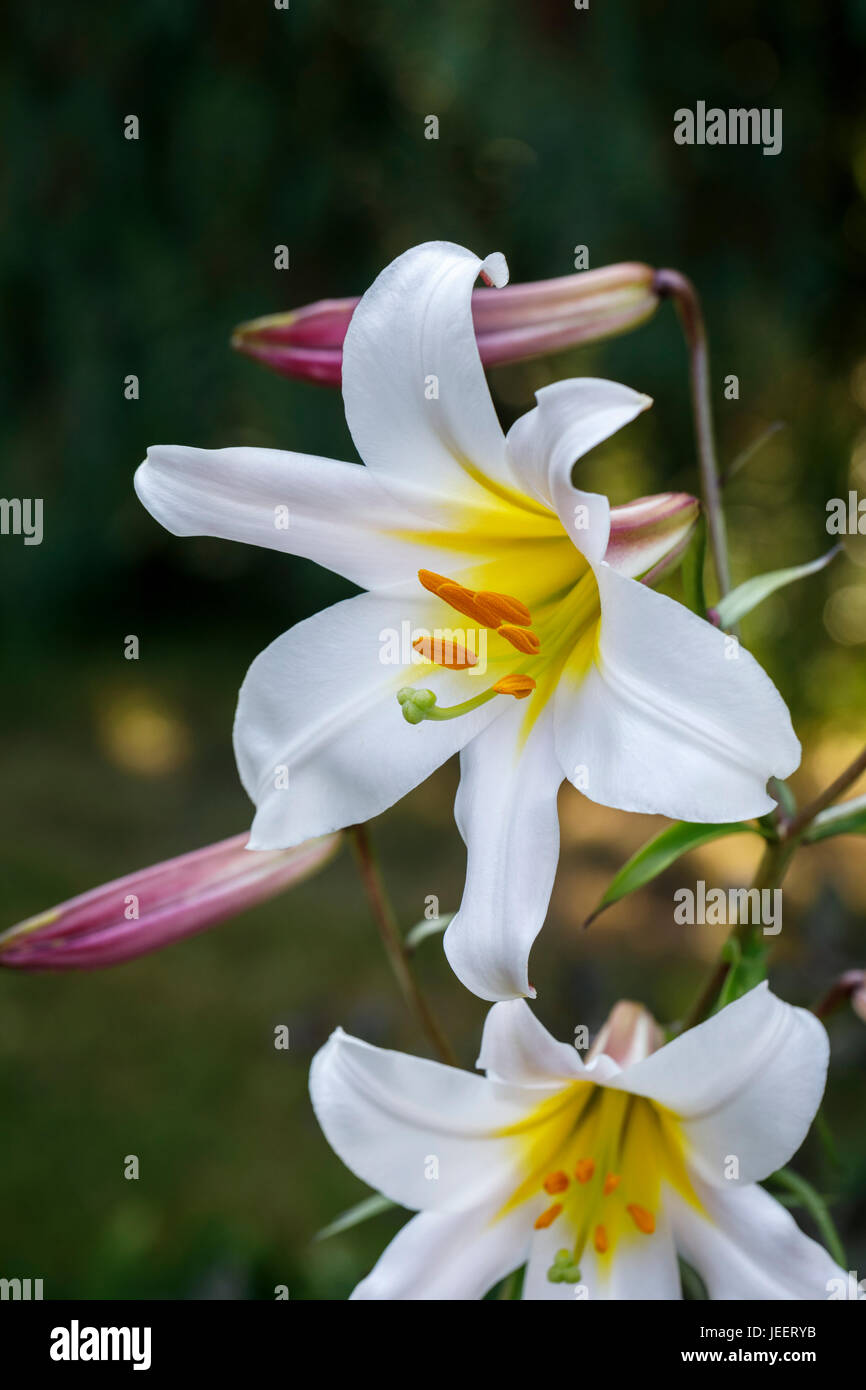White trumpet lily, Lilium regale or regale lily, flowering in summer ...