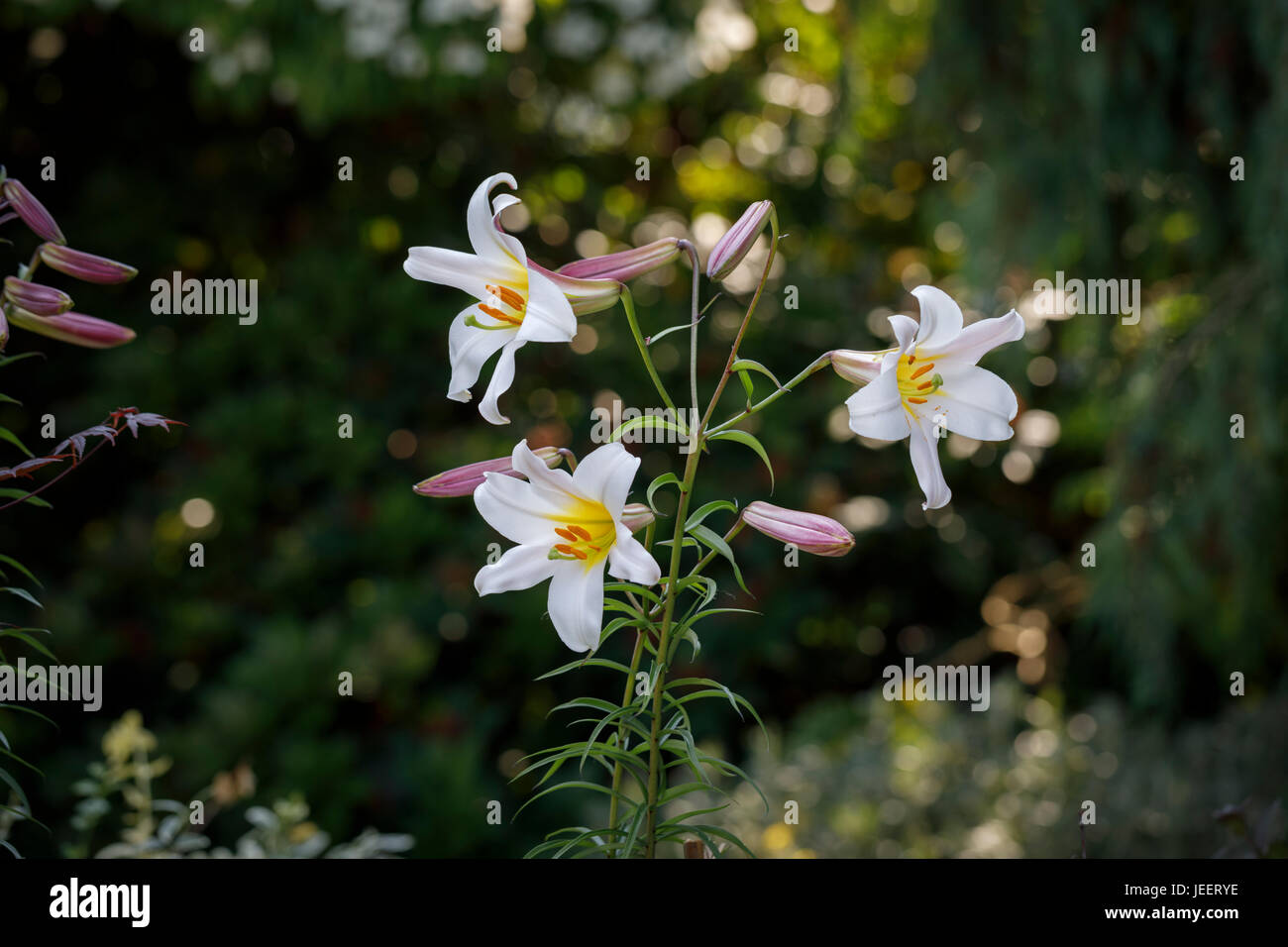 White trumpet lily, Lilium regale or regale lily, flowering in summer ...